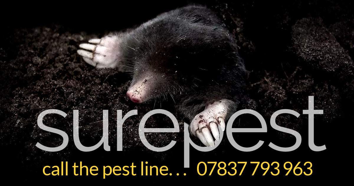 Common pests; moles, rats, wasps, rabbits & flies
