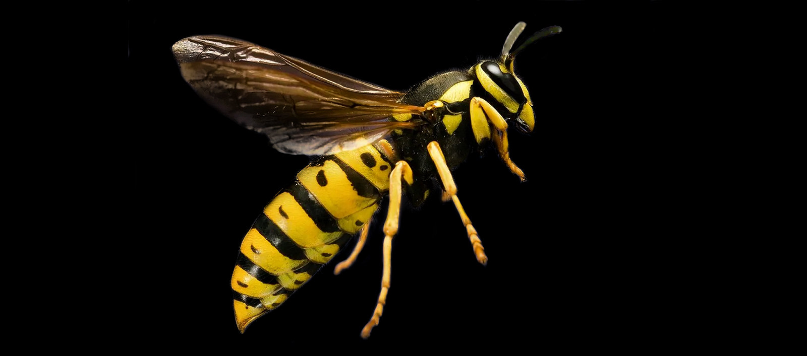 The Pest Man rat, mole, wasp, rabbit & insect pest control, Hereford